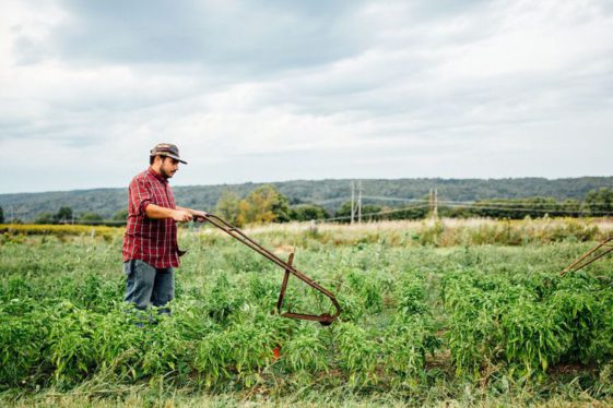 Common Problems for Small Farmers (and how to overcome them) - Welp ...