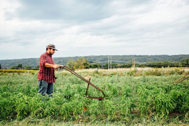Common Problems for Small Farmers (and how to overcome them) - Welp ...