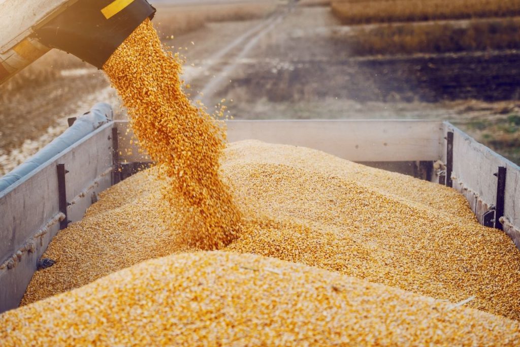 How To Minimize Safety Hazards When Handling Grain - Welp Magazine