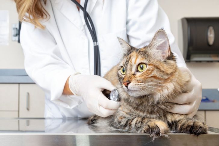 3 Best Safety Practices for Veterinarians - Welp Magazine